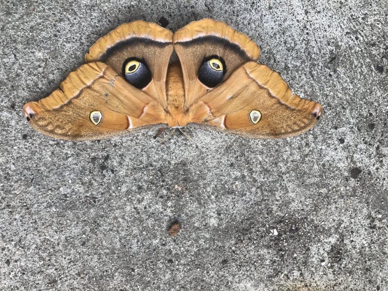 Moths stock image. Image of moths, auto, chilling, shop - 97849689