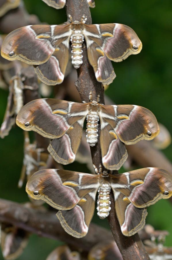 Moths Sit on a Tree during the Day Stock Image - Image of nature, moths ...