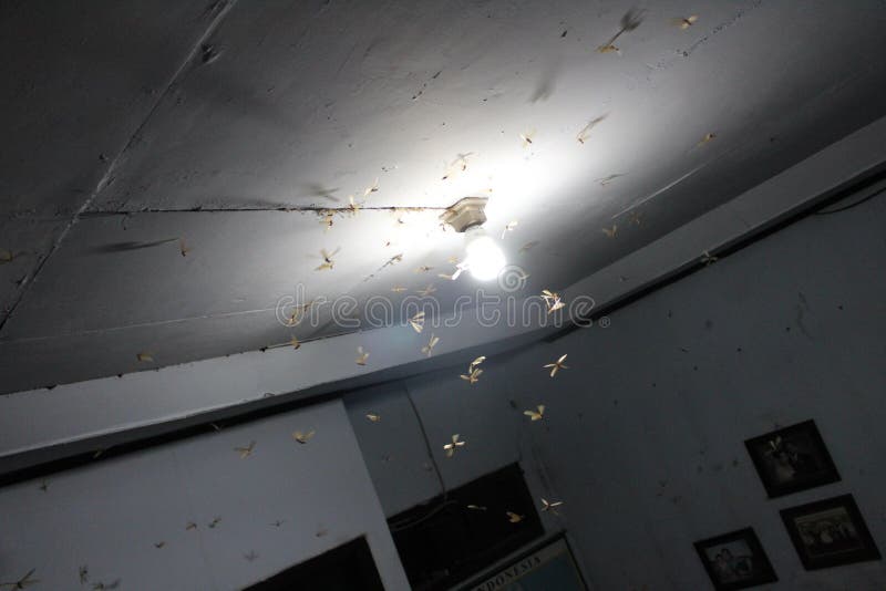 Swarming Moths Stock Photos - Free & Royalty-Free Stock Photos from ...