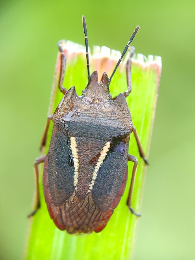 Motif Back Insect of Stink Bugs with Green Background Stock Photo ...