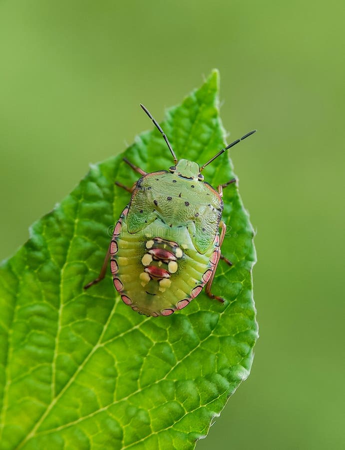 Motif Back Insect Stink Bugs on Leaf Stock Photo - Image of ...