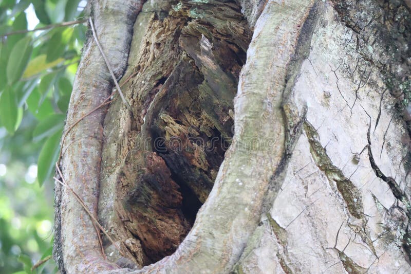 Motif of a Tree Trunk that Was Cut Several Stock Image - Image of cliff ...