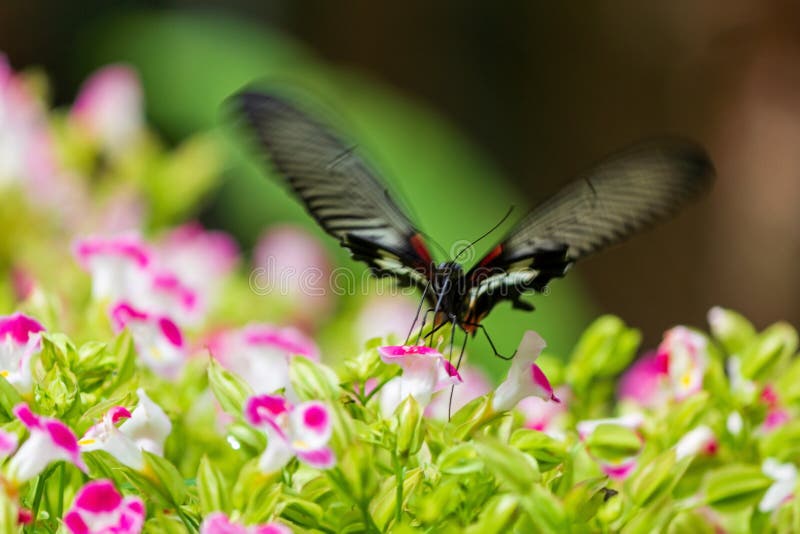 Motion Blur Butterfly Flying Stock Image - Image of movement, animal ...