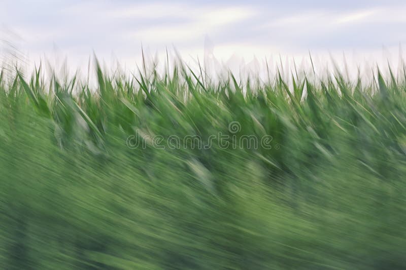 Motion blur on corn field stock image. Image of line - 154000563