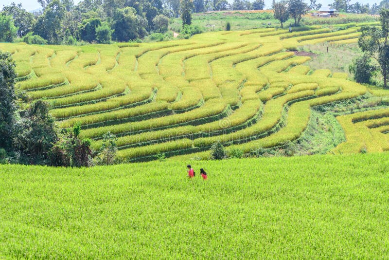 Motion Blur of Couple Walk Leisurely Romance in Rice Field Stock Image ...