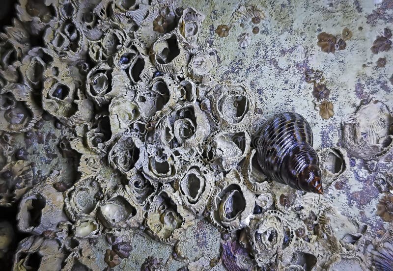 Animals/wildlife stock image. Image of filled, crab - 157761383