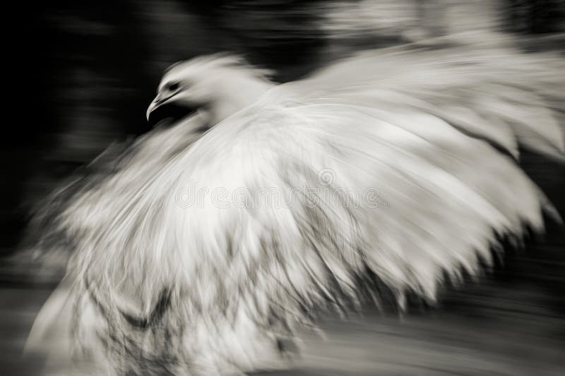 Motion Blur of a White Bird with Spread Wings in Flight Stock Photo ...
