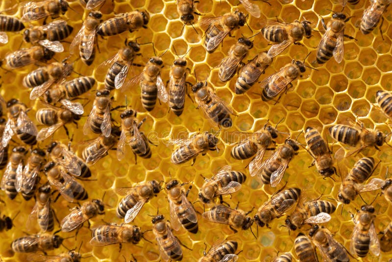 Motion Blurred Bees Working with Honey on a Frame with Honeycombs Stock ...