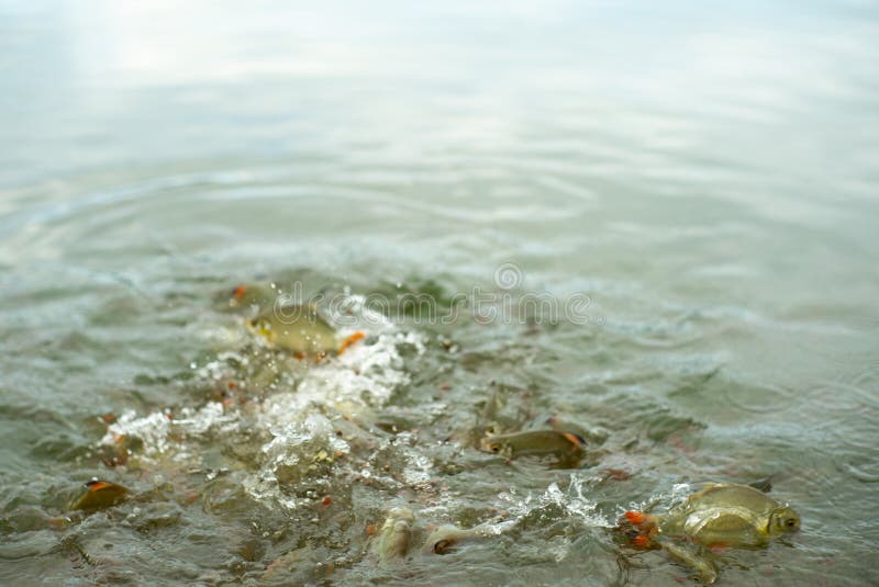 Motion Blurred Crowd of Carp Fish Eating the Food with Splash of Water ...