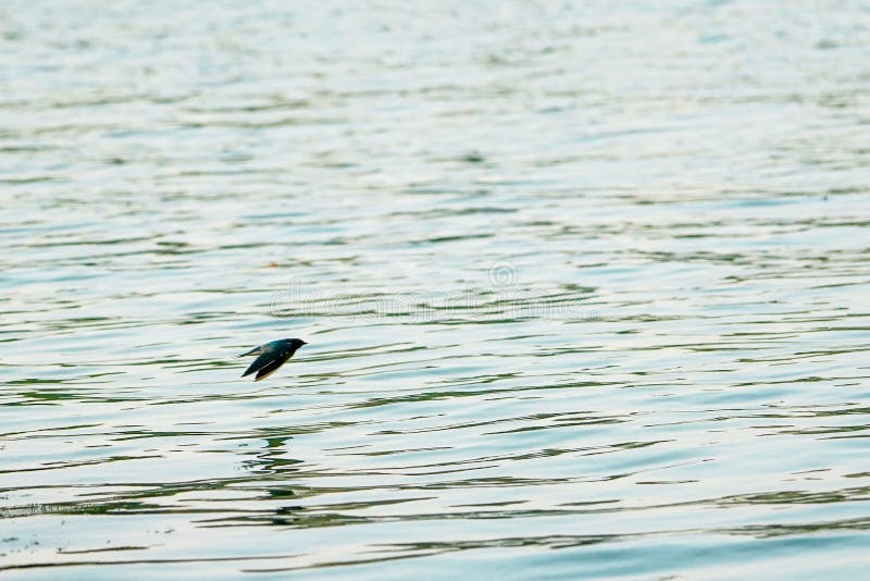 Motion Blurred Little Bird Flying Over the Surface of the River Stock ...