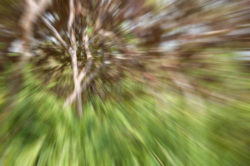 Motion Blurred Photo of a Rain Forest, Abstract Background Stock Image ...