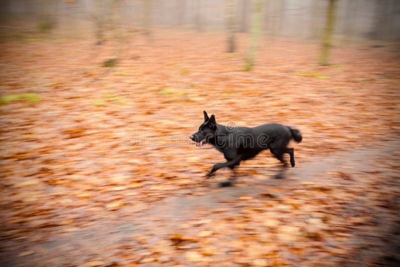 Motion Blurred Running Dog in Autumnal Park Stock Image - Image of ...