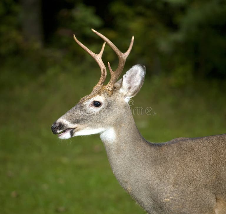 Motion buck stock photo. Image of male, mammal, whitetail - 22087258