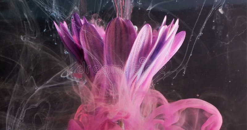 Motion Color Drop in Water,Ink Swirling in ,Colorful Ink Abstraction ...