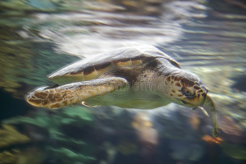 Motion Defocused Photo of a Turtle Swimming Underwater Stock Image ...
