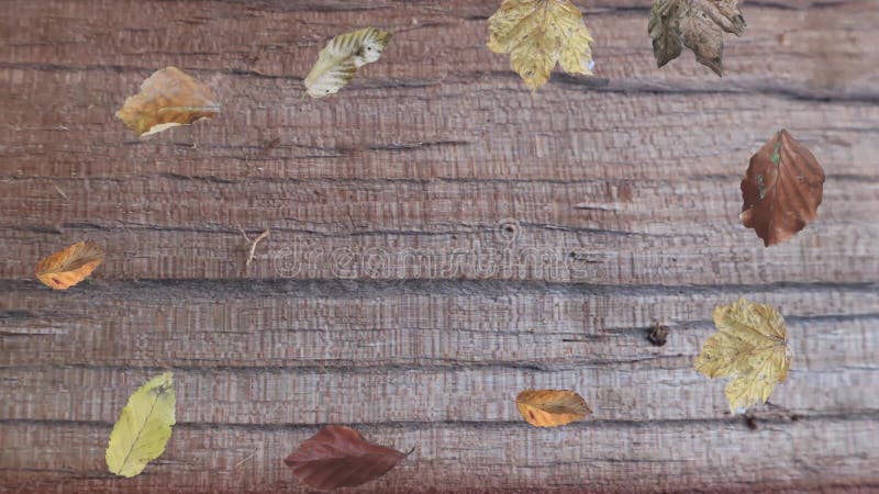 Motion Graphic Design with Realistic Autumn Leaves and Wood Texture ...