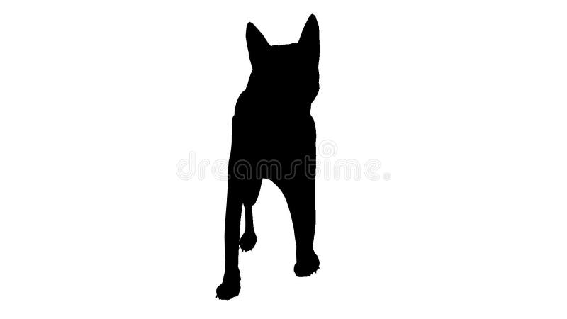 Dog Silhouette. Alpha Channel. Alpha Matte. FullHD. Stock Footage ...