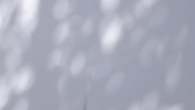 Gray Shadows Leaf in Wind Blowing Overlay on White Wall Stock Video ...
