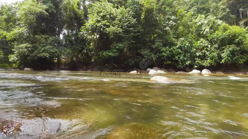 Motion Lapse of Nature River Rainforest Flowing, 4K Stock Video - Video ...
