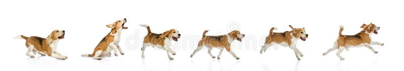Motion Sequence of Running Beagle Captured in Different Phases Against ...