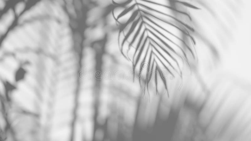 Shadow Palm Leaf in the Wind Blowing Overlay on White Stock Video ...