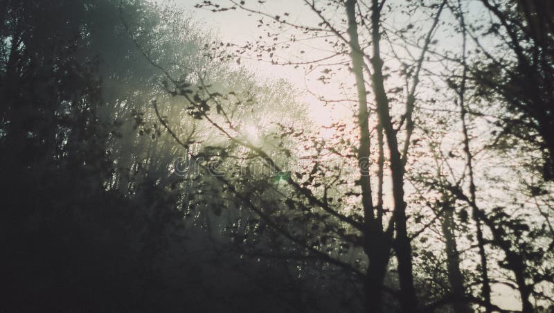 Motion Symphony: Blurred Trees in a Dance of Wind and Light Stock Image ...