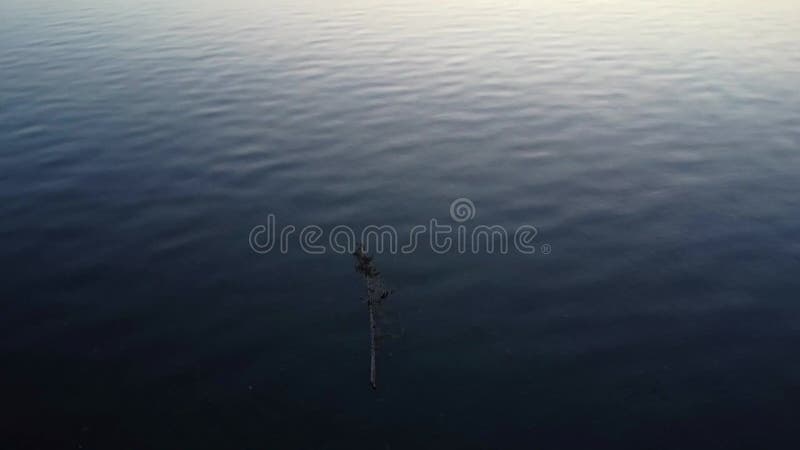 A Motionless Dead Tree Floats on an Inert Ocean in the Light of Dusk ...