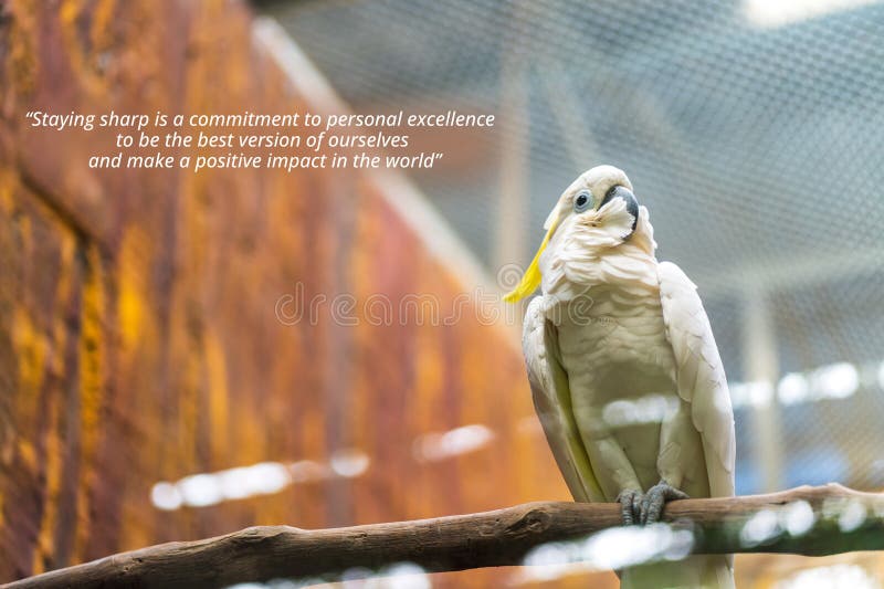 Motivational Quote about - Staying Sharp is a Commitment To Personal ...