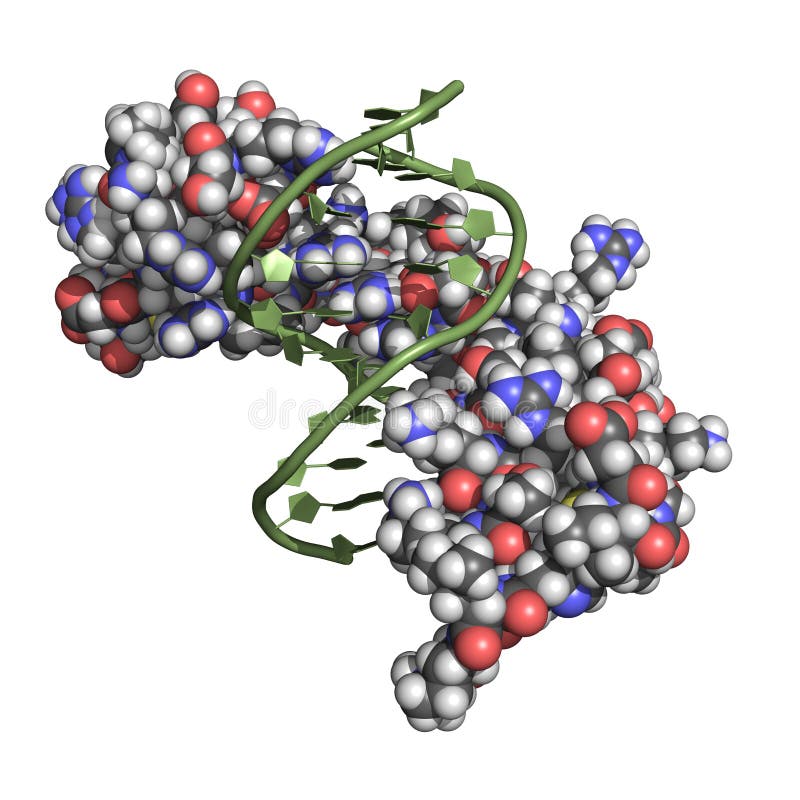 Proteína. Fórmula Química Estrutural E Modelo Molecular. Ilustração ...