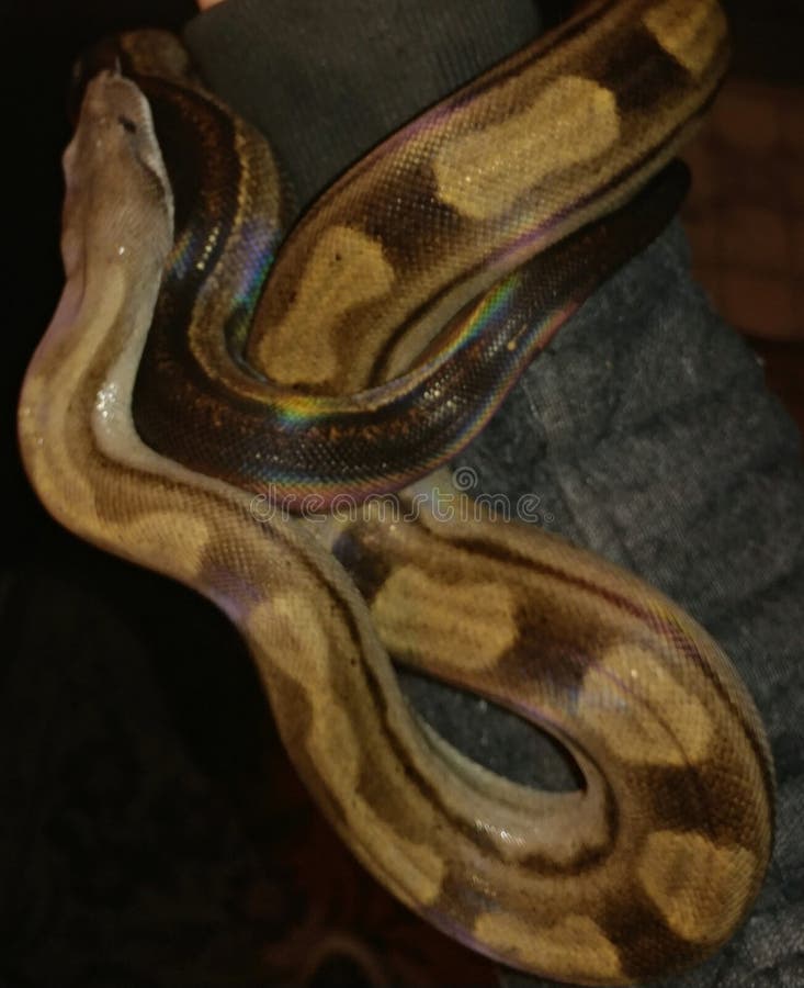 Motley Boa Constrictor Snake Stock Image - Image of perfect ...
