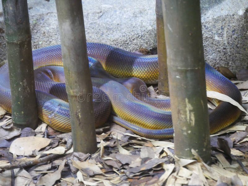 Reticulatus Python Motley Stock Photos - Free & Royalty-Free Stock ...