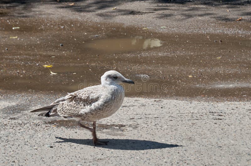A Motley Gull Walks Along an Asphalt Road Next To a Puddle Stock Image ...