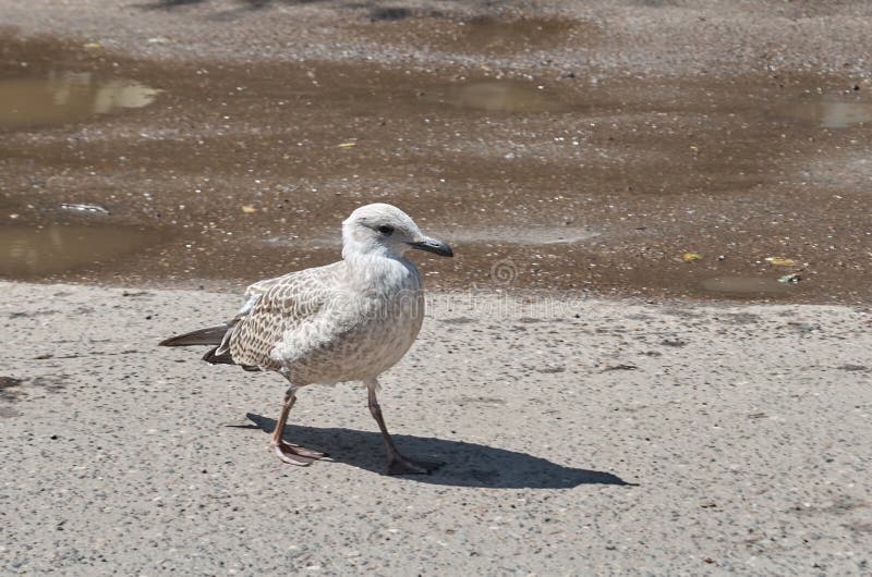 A Motley Gull Walks Along an Asphalt Road Next To a Puddle Stock Image ...