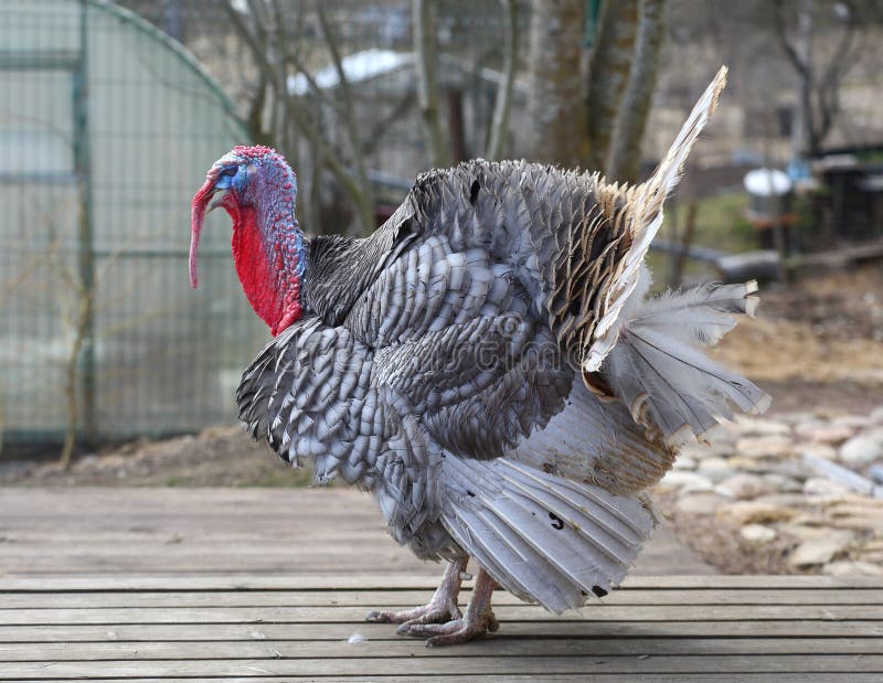 Motley Home Turkey Walking Around the Yard Stock Photo - Image of ...