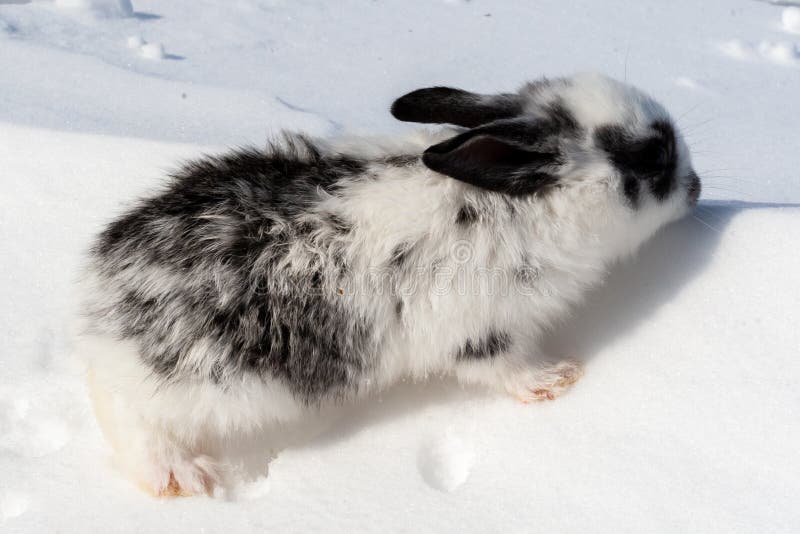 A Motley Little Rabbit is Studying the Snow. 29 Day Old Rabbits Stock ...