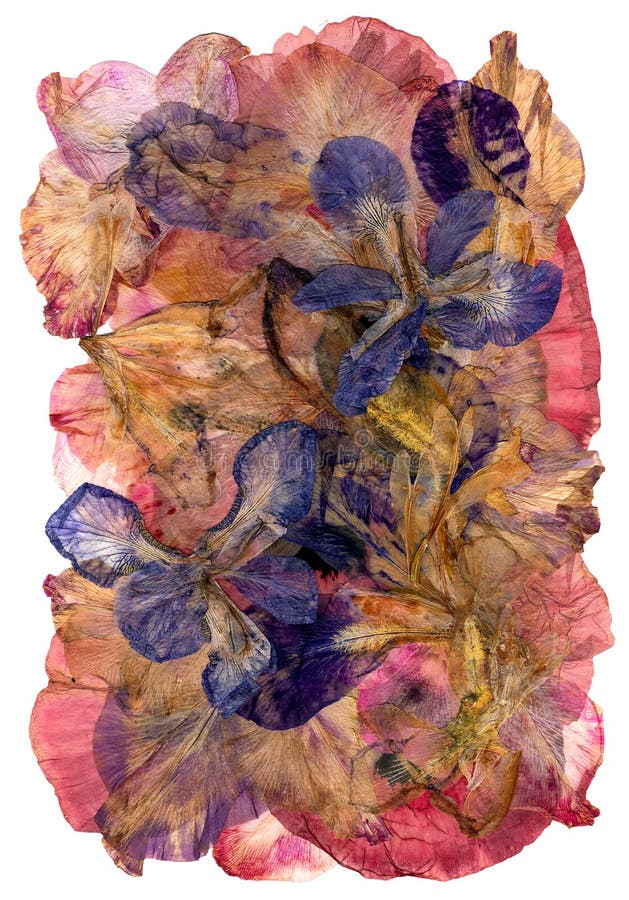 Dried Iris Flowers Watercolor Painting Stock Illustration ...