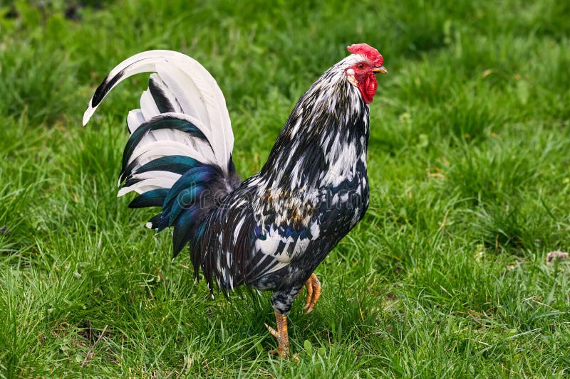 A Motley Rooster Standing on One Leg Stock Photo - Image of claws, beak ...