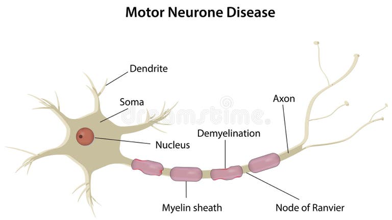 Motoneurone ilustração do vetor. Ilustração de axônio - 41162003