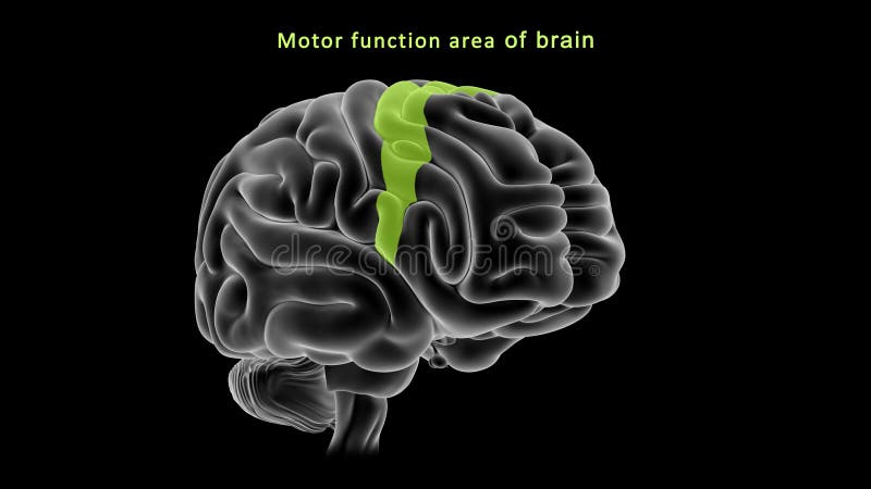 Brain Structures Involved In Voluntary Movement Clipart