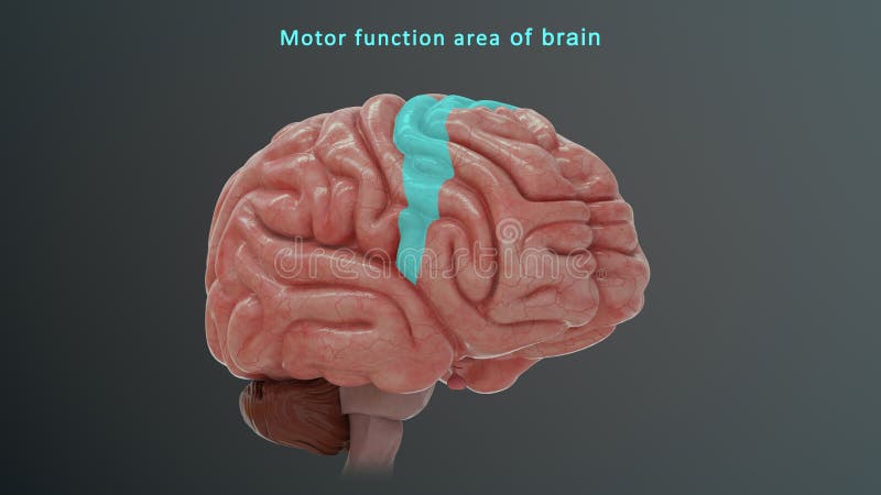 Motor Area Stock Illustrations – 1,771 Motor Area Stock Illustrations ...