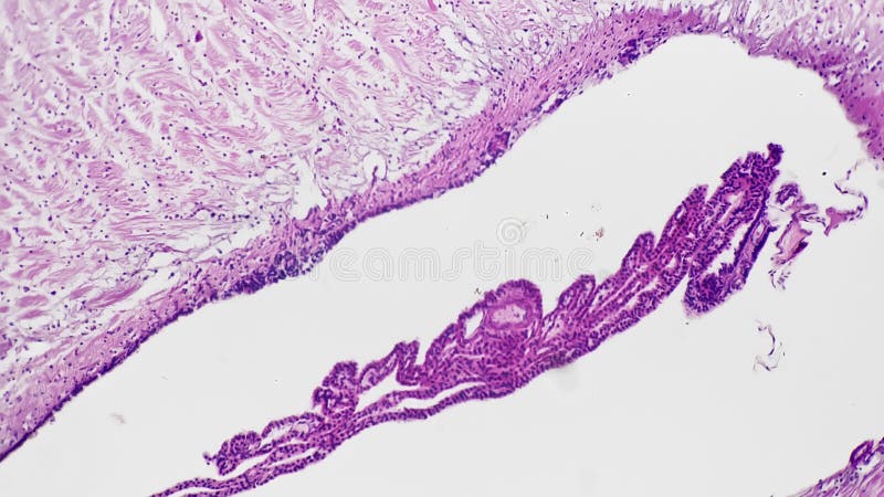 Motor Cortex Section of Human Being Magnified Under Microscope 40 on ...