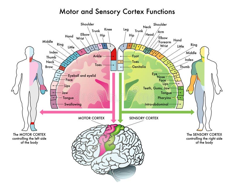 Motor Cortex and Sensory Cortex Stock Vector - Illustration of labels ...