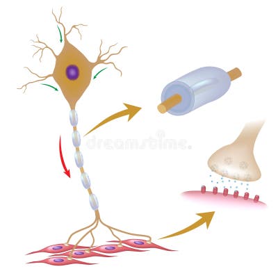 Motor Neuron Details Synapse Stock Illustrations – 7 Motor Neuron ...