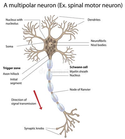 Motor Neuron, Detailed and Accurate, Labeled Vers. Stock Vector ...