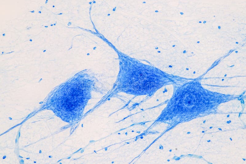 Motor Neuron Under the Microscope. Stock Image - Image of histology ...