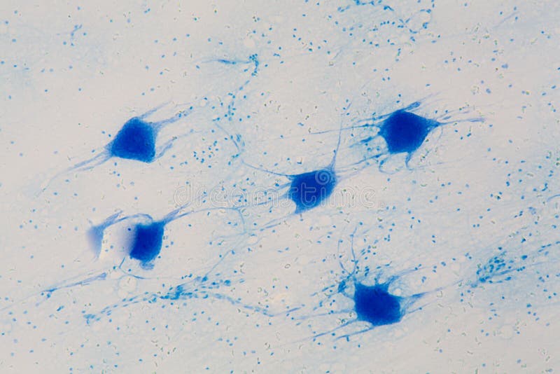 Motor Neurons Under the Microscope Stock Photo - Image of magnification ...