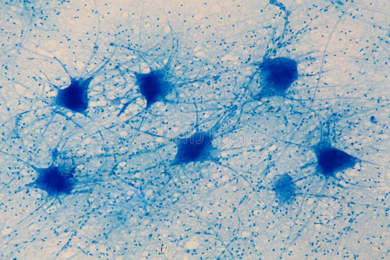 Neurons Under Microscope