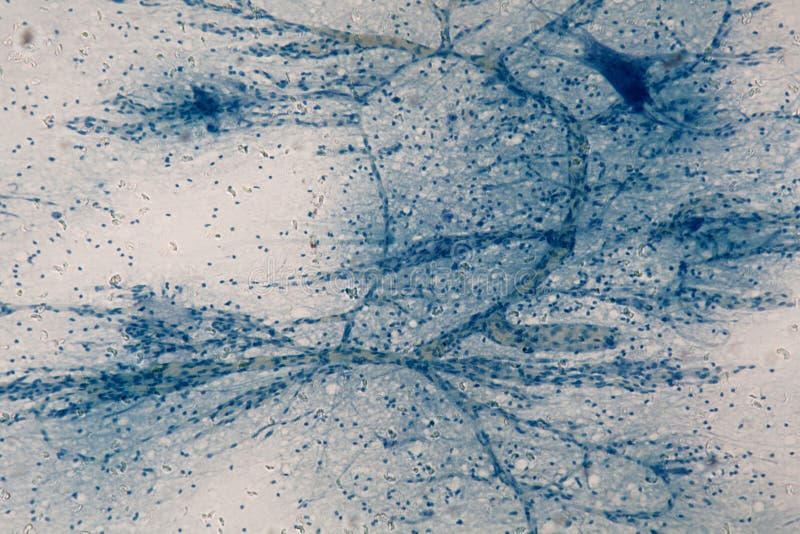 Motor Neurons Under The Microscope Stock Image - Image of microbiology ...