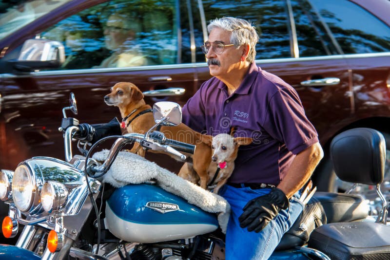 135 Motorcycle Dogs Stock Photos - Free & Royalty-Free Stock Photos ...