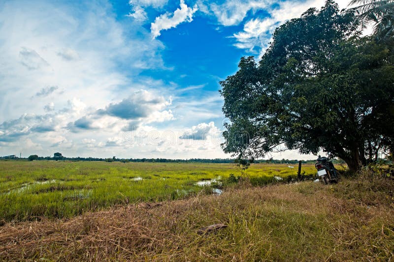 Motorcycle on grass stock photo. Image of grass, tree - 45450564